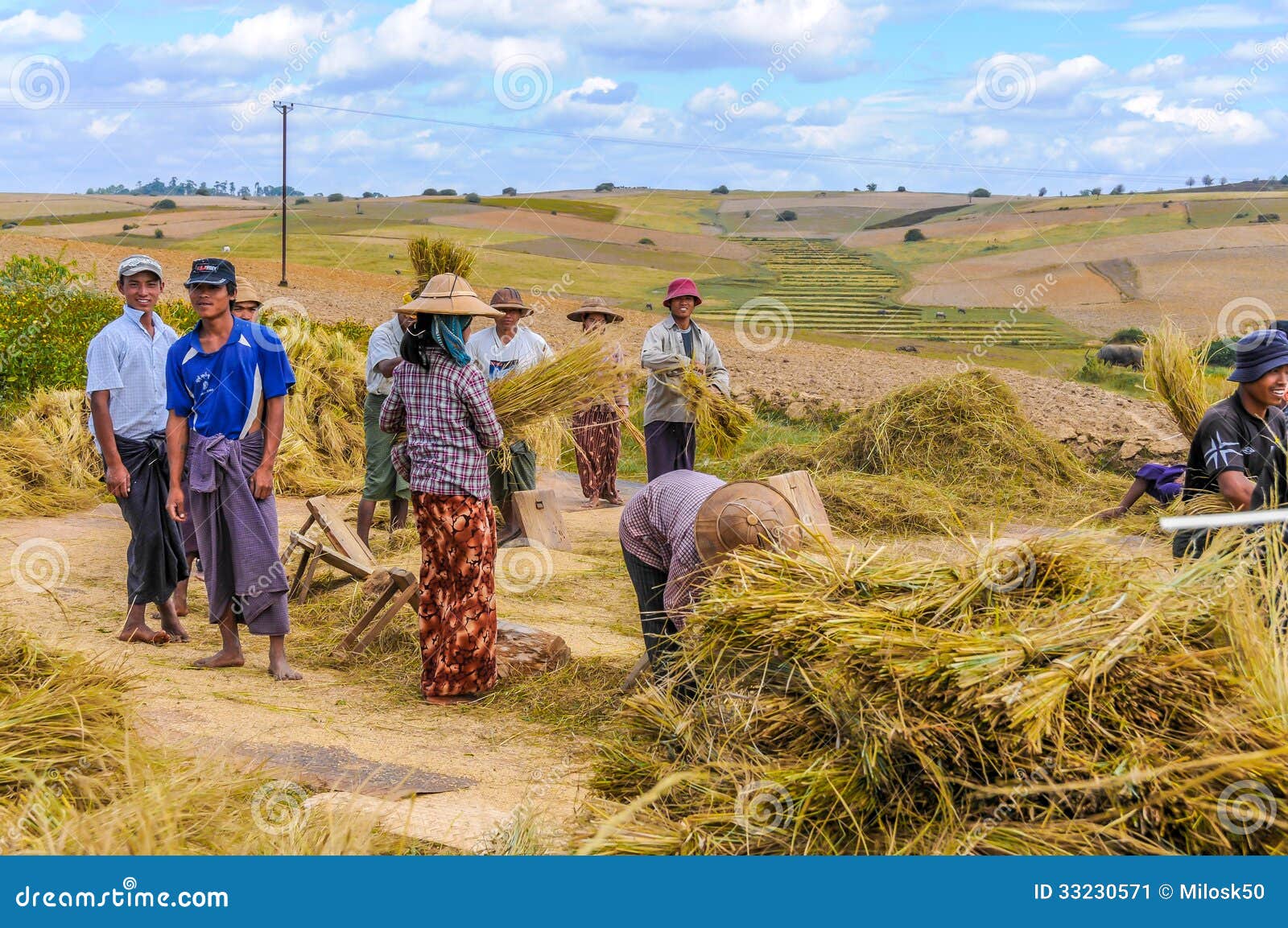 Harvesting Rice in the Fields Editorial Photo - Image of rice ...