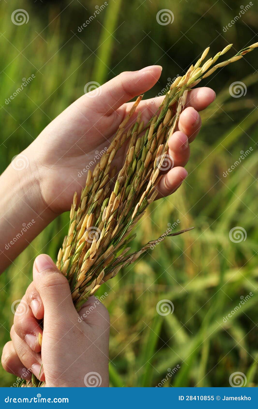 Harvesting Rice for food stock image. Image of asia, harvest - 28410855