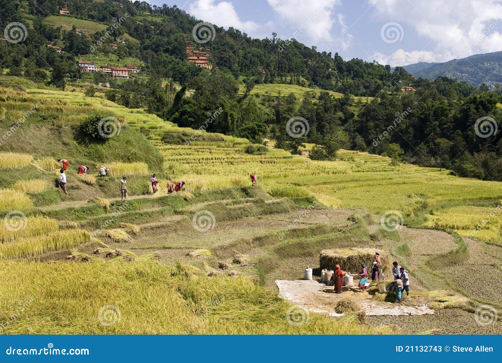 Harvesting Rice - Kathmandu Valley - Nepal Editorial Stock Photo ...