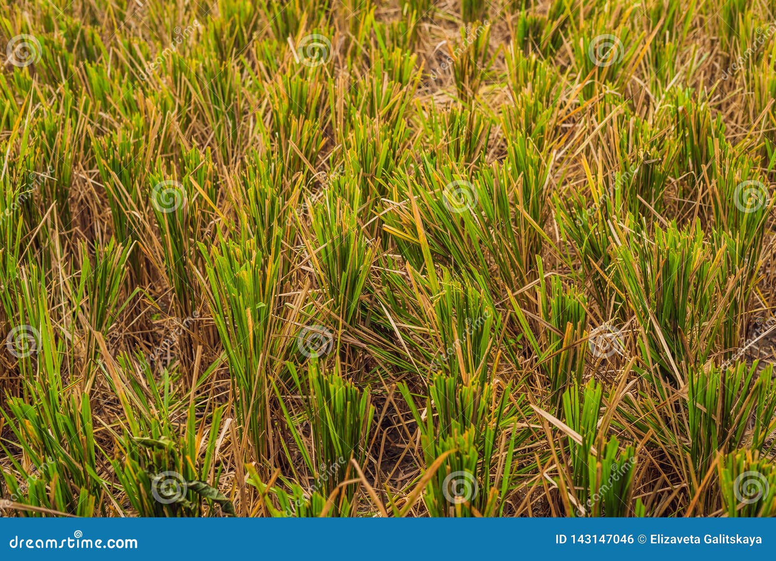 After Harvesting Rice Left in the Field, it is Called Rice Stubble ...