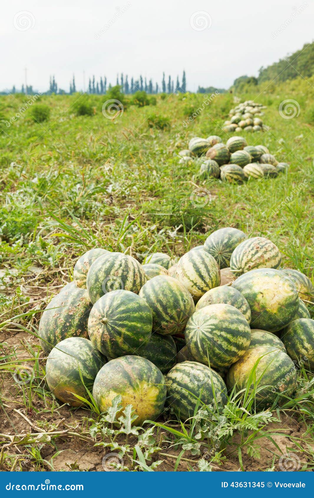 Harvesting of Ripe Watermelons on Melon Field Stock Image - Image of ...