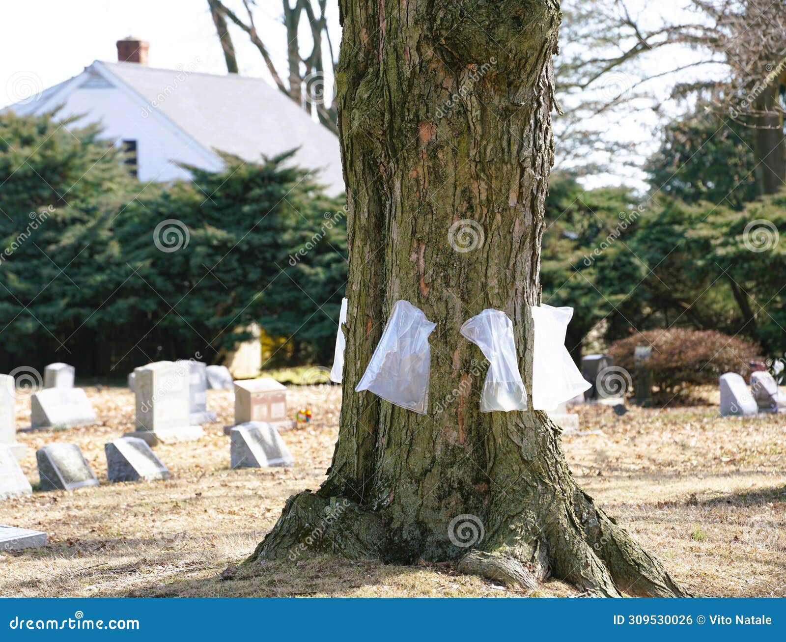 Harvesting the Sap from a Maple Tree Stock Photo - Image of water ...