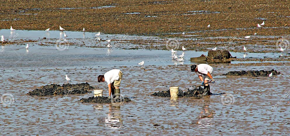 Harvesting shellfish editorial image. Image of industry - 26189775