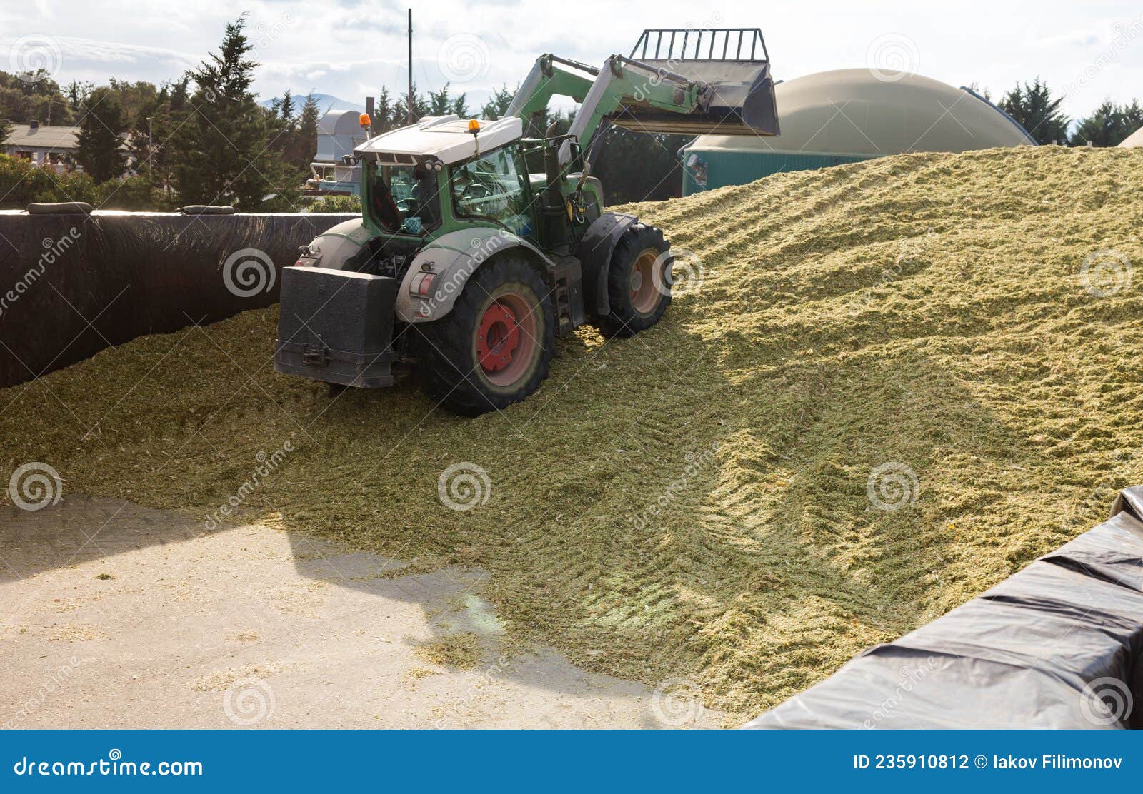 Harvesting of silage stock photo. Image of agricultural - 235910812