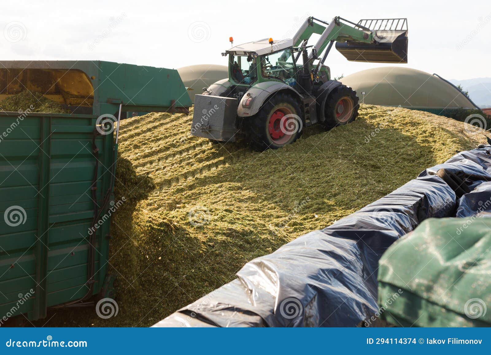 Harvesting of silage stock photo. Image of harvested - 294114374