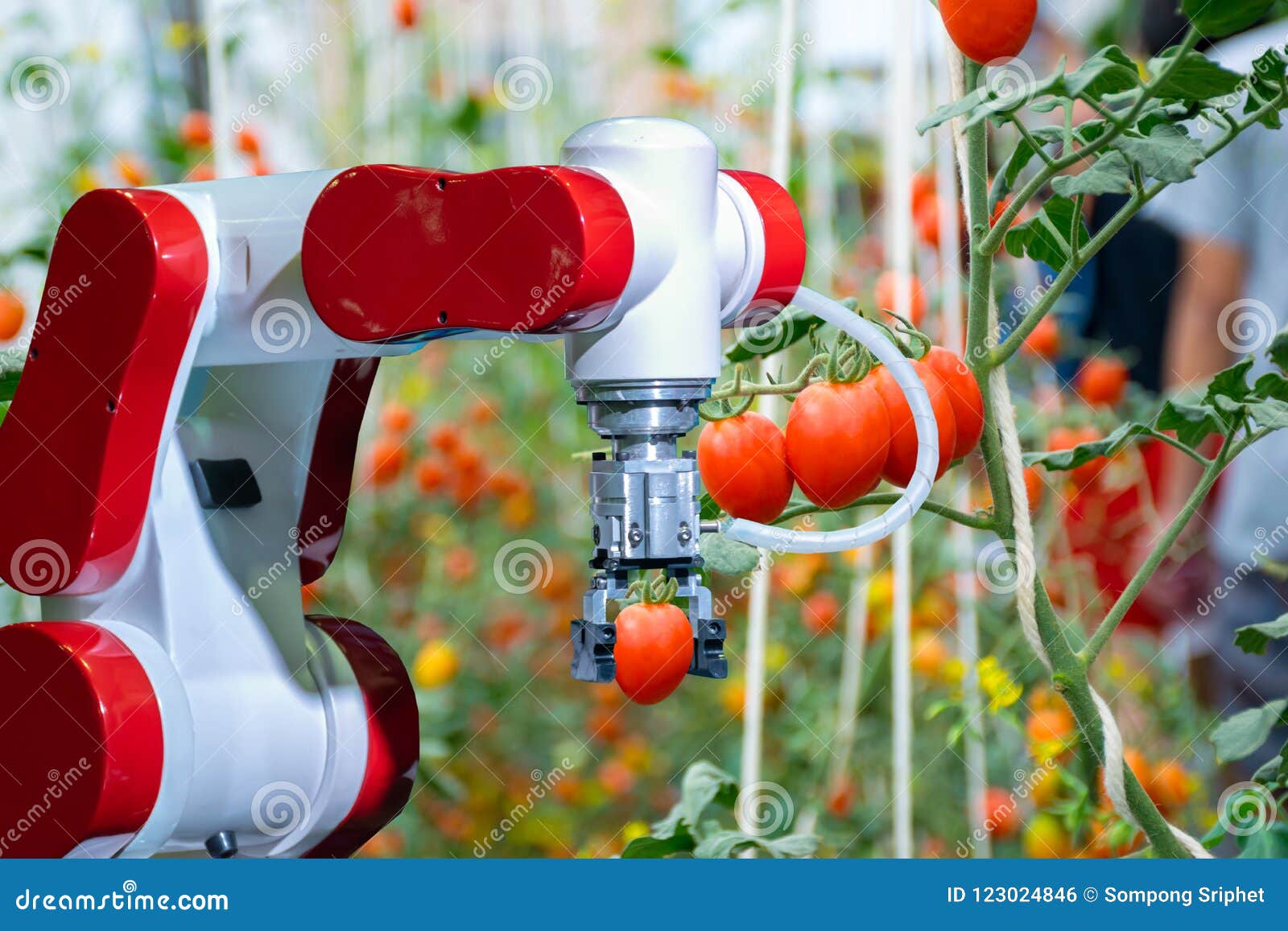Farmers Use Futuristic Tablet To Inspect Robotic Arm Harvest Produce ... Farmers Use Futuristic Tablet To Inspect Robotic Arm Harvest Produce ...