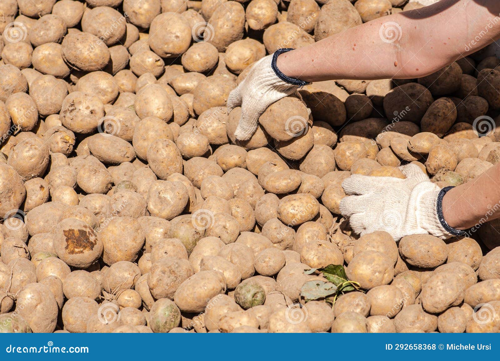 Harvesting and Sorting or Selecting Potatoes for Food, Animals or for ...
