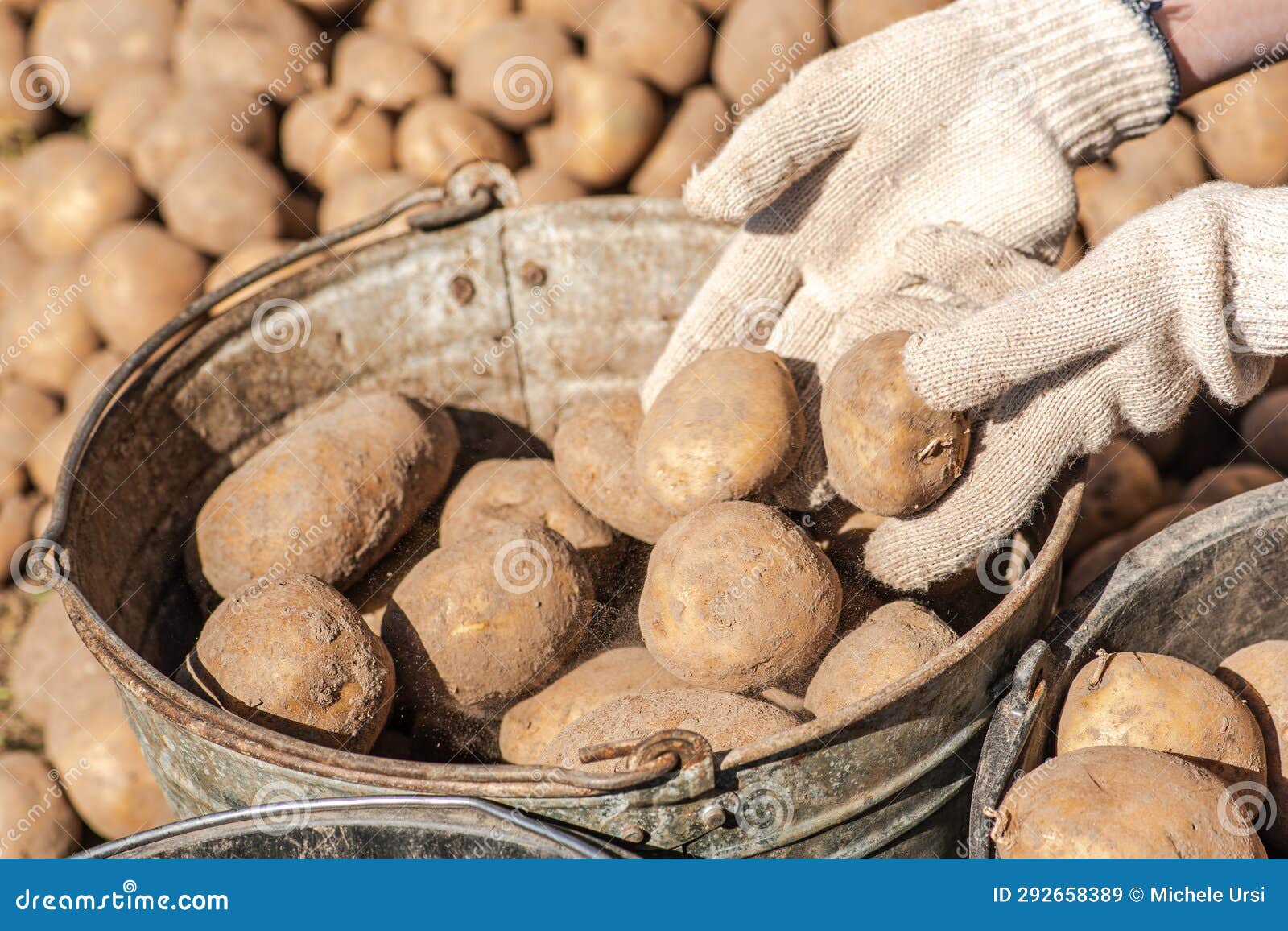 Harvesting and Sorting or Selecting Potatoes for Food, Animals or for ...
