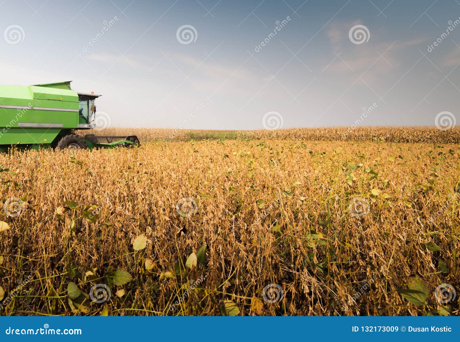 Harvesting of Soy Bean Field with Combine Stock Image - Image of ...