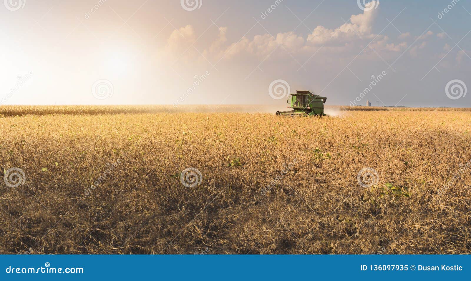 Harvesting of Soy Bean Field with Combine Editorial Image - Image of ...