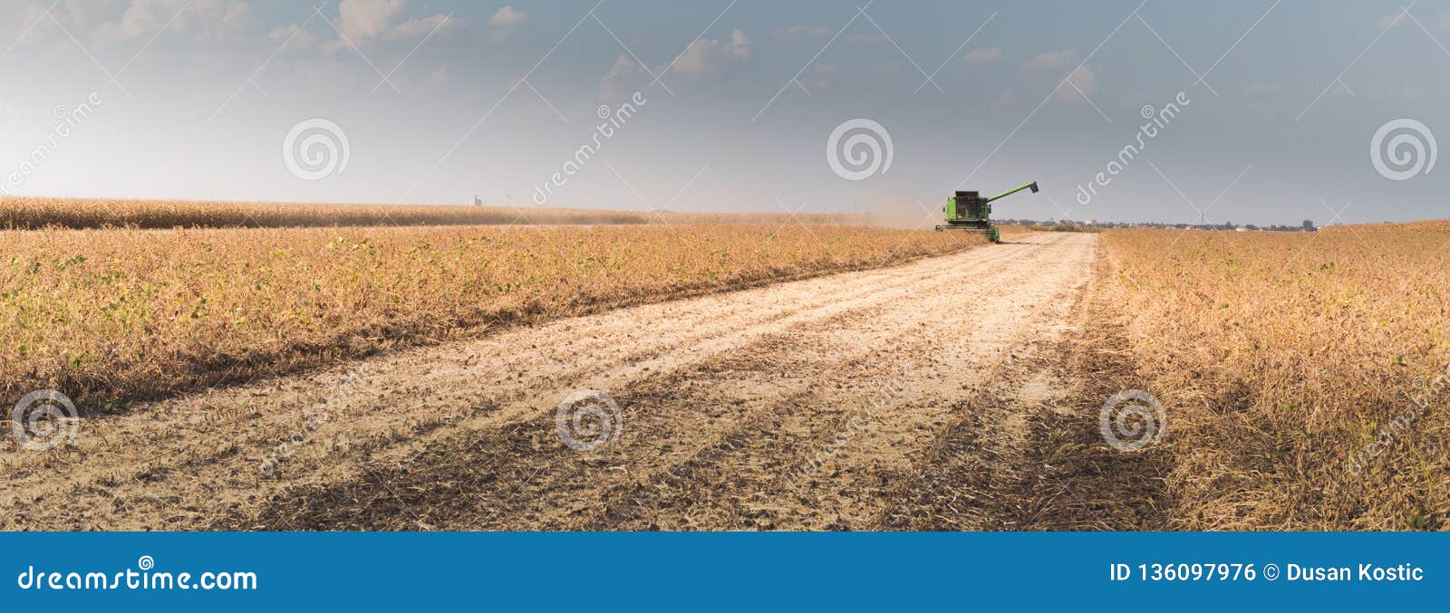 Harvesting of Soy Bean Field with Combine Editorial Photo - Image of ...