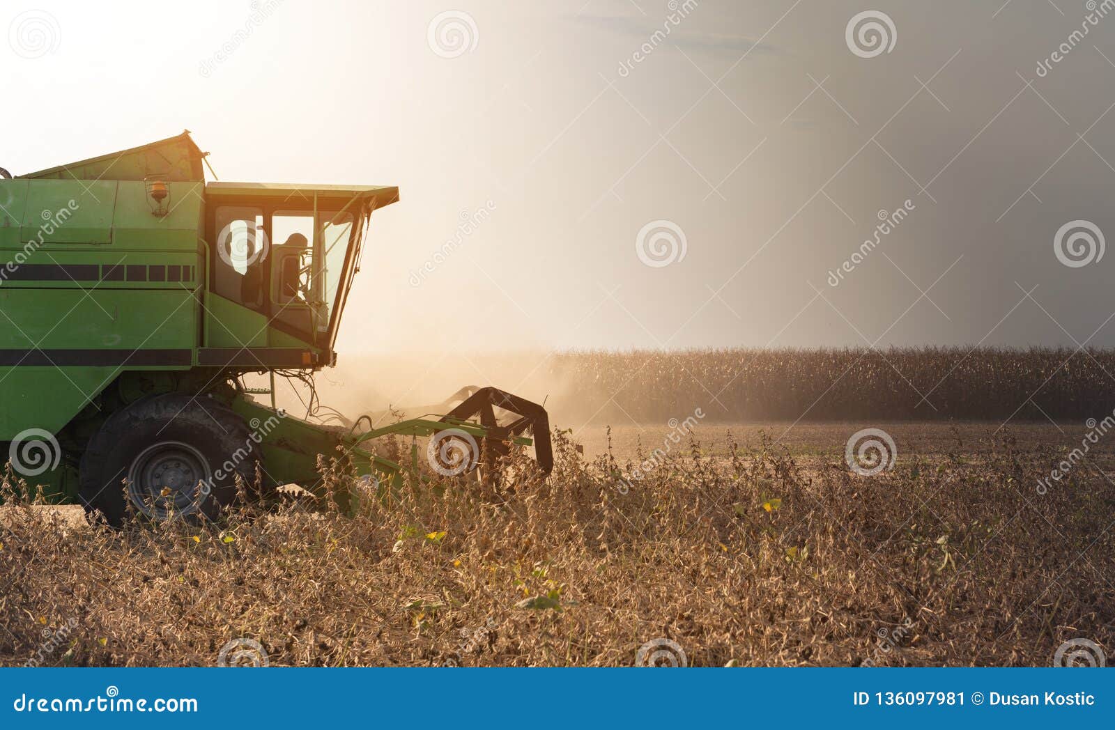 Harvesting of Soy Bean Field with Combine Editorial Photo - Image of ...