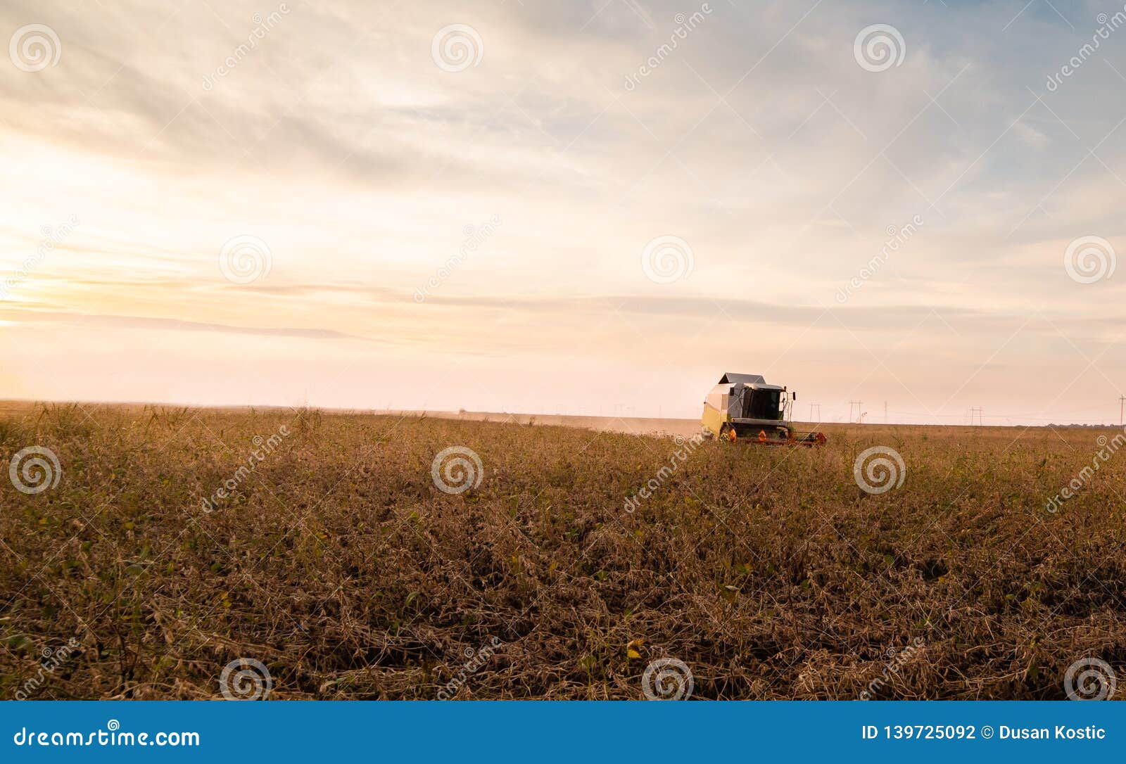 Harvesting of Soy Bean Field with Combine Editorial Photography - Image ...
