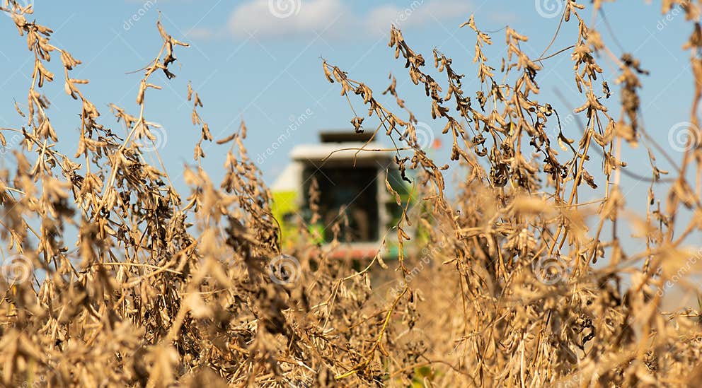 Harvesting of Soy Bean Field with Combine Stock Photo - Image of ...