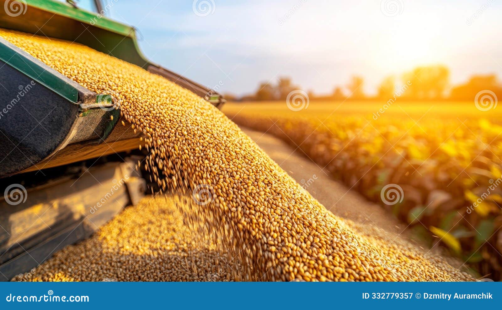 Harvesting Soy Bean Grain and Loading it into a Tractor Trailer Stock ...
