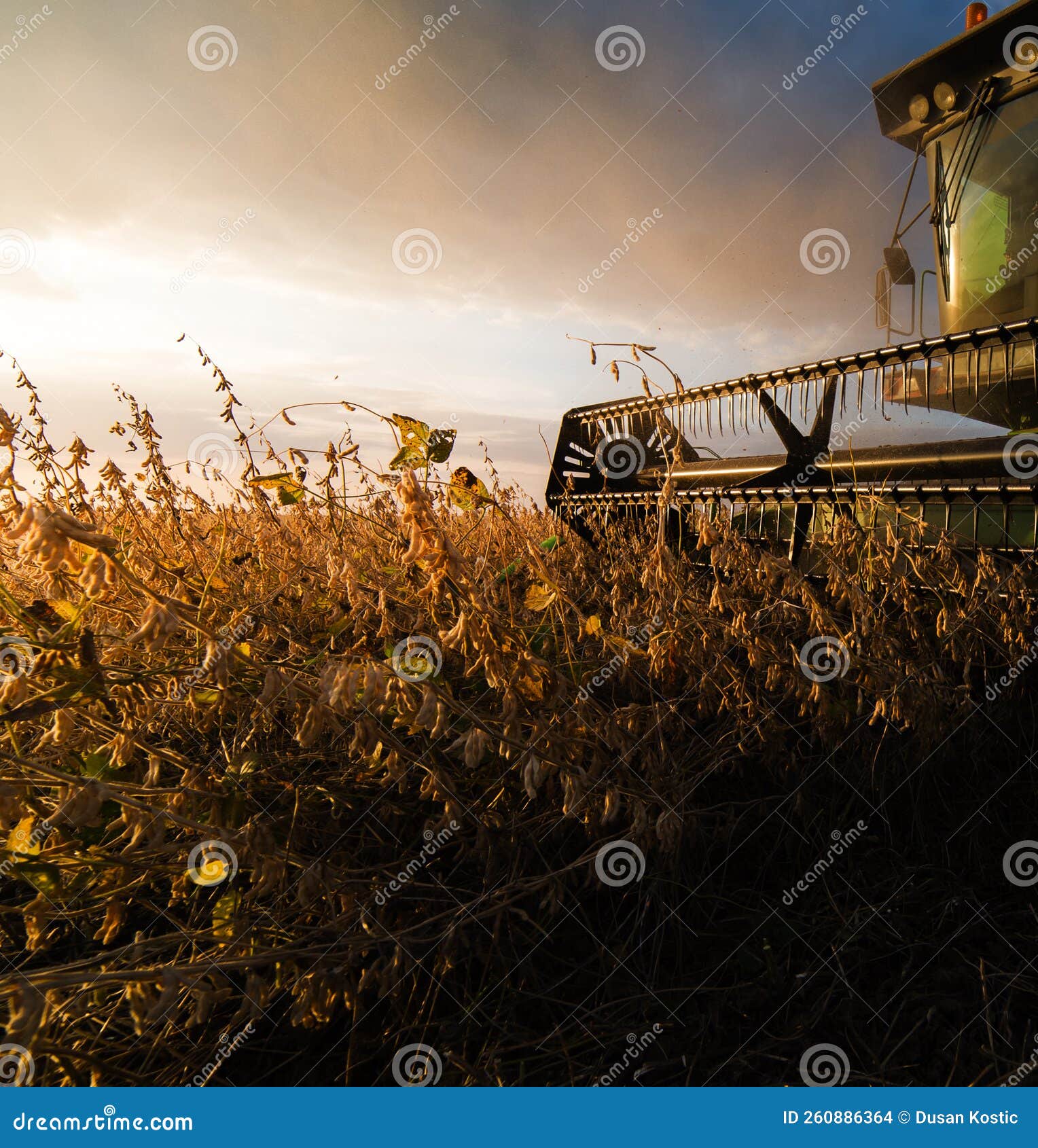 Harvesting of Soybean Field with Combine Stock Photo - Image of ...