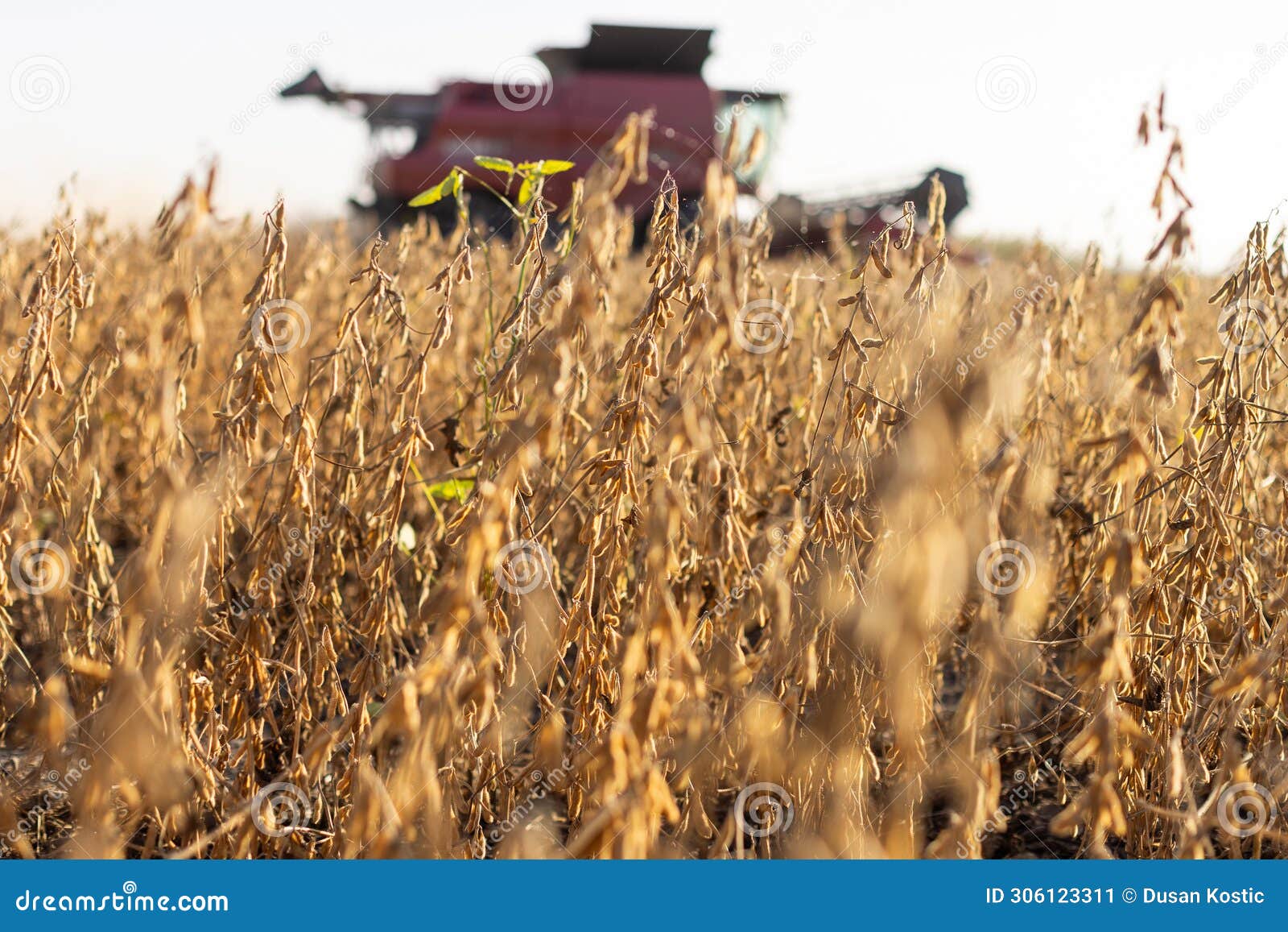 Harvesting of Soybean Field with Combine Stock Image - Image of combine ...
