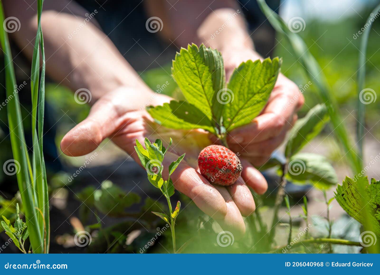 Harvesting Strawberries in a Field on an Organic Farm Stock Photo ...