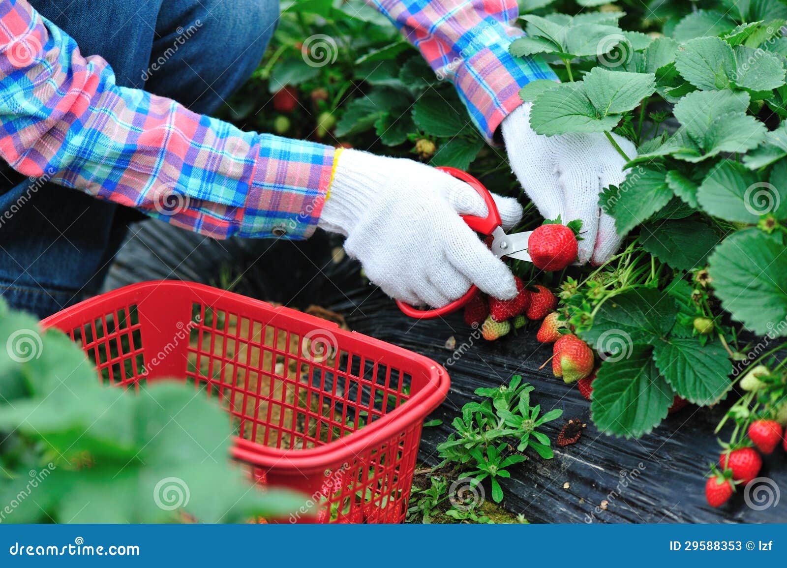 Harvesting strawberry stock image. Image of berry, pick - 29588353