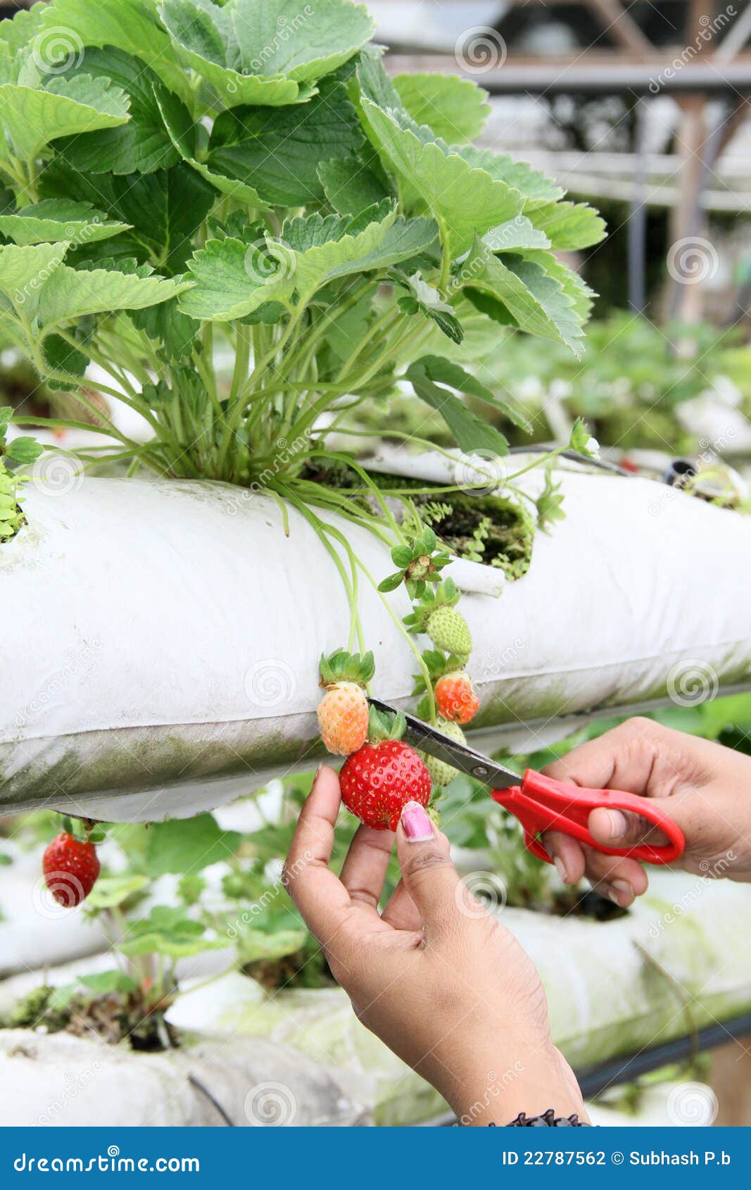 Harvesting of Strawberry Fruit from the Field Stock Photo - Image of ...
