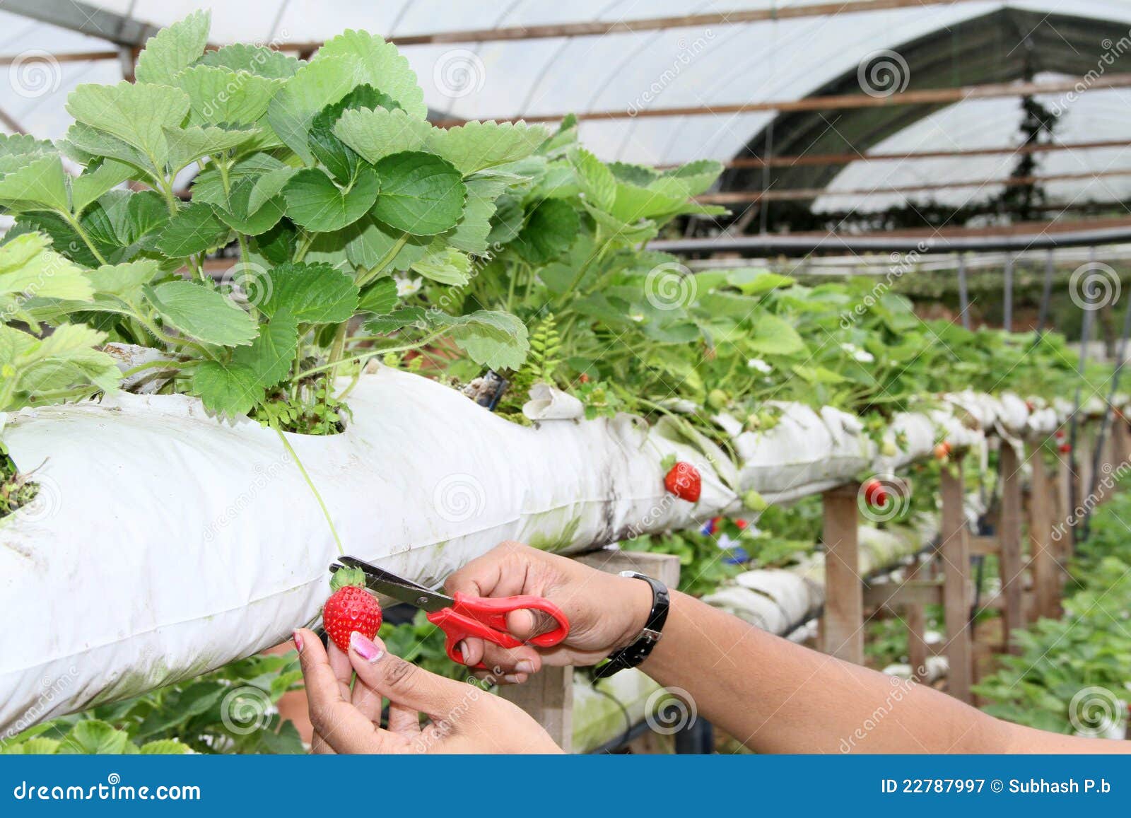 Harvesting of Strawberry Fruit from the Field Stock Image - Image of ...