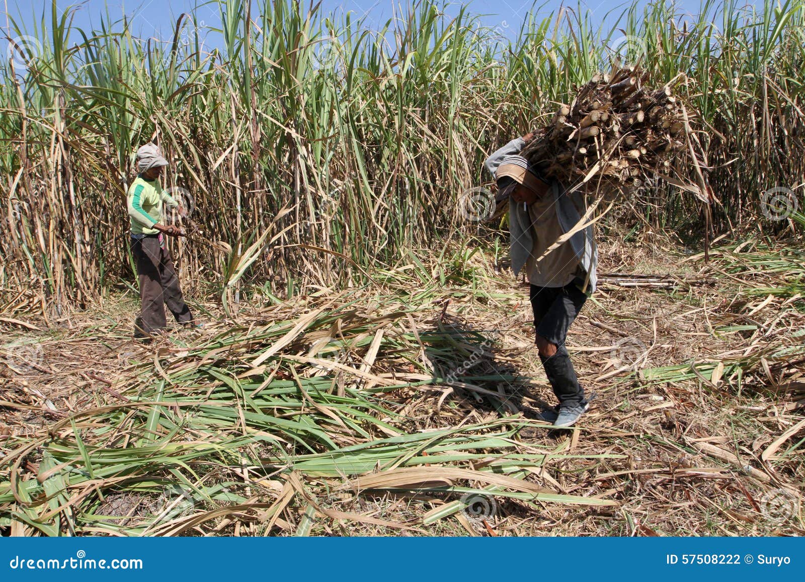 Harvesting sugar cane editorial photography. Image of farmworker - 57508222