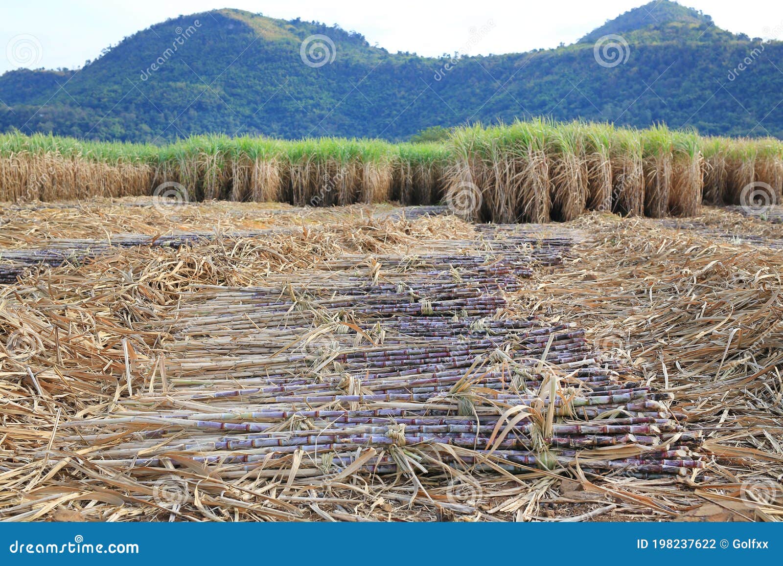 Harvesting Sugar Cane in Thailand Stock Photo - Image of nature ...