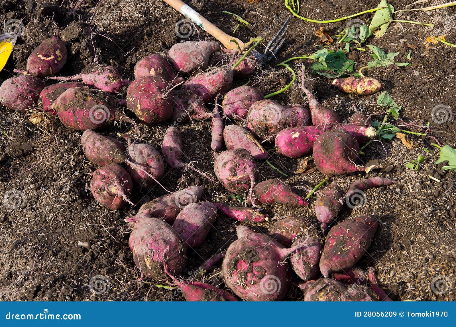 Harvesting sweet potatoes stock image. Image of batata - 28056209