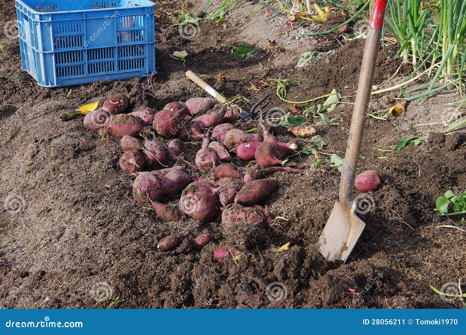 Harvesting sweet potatoes stock image. Image of soil - 28056211