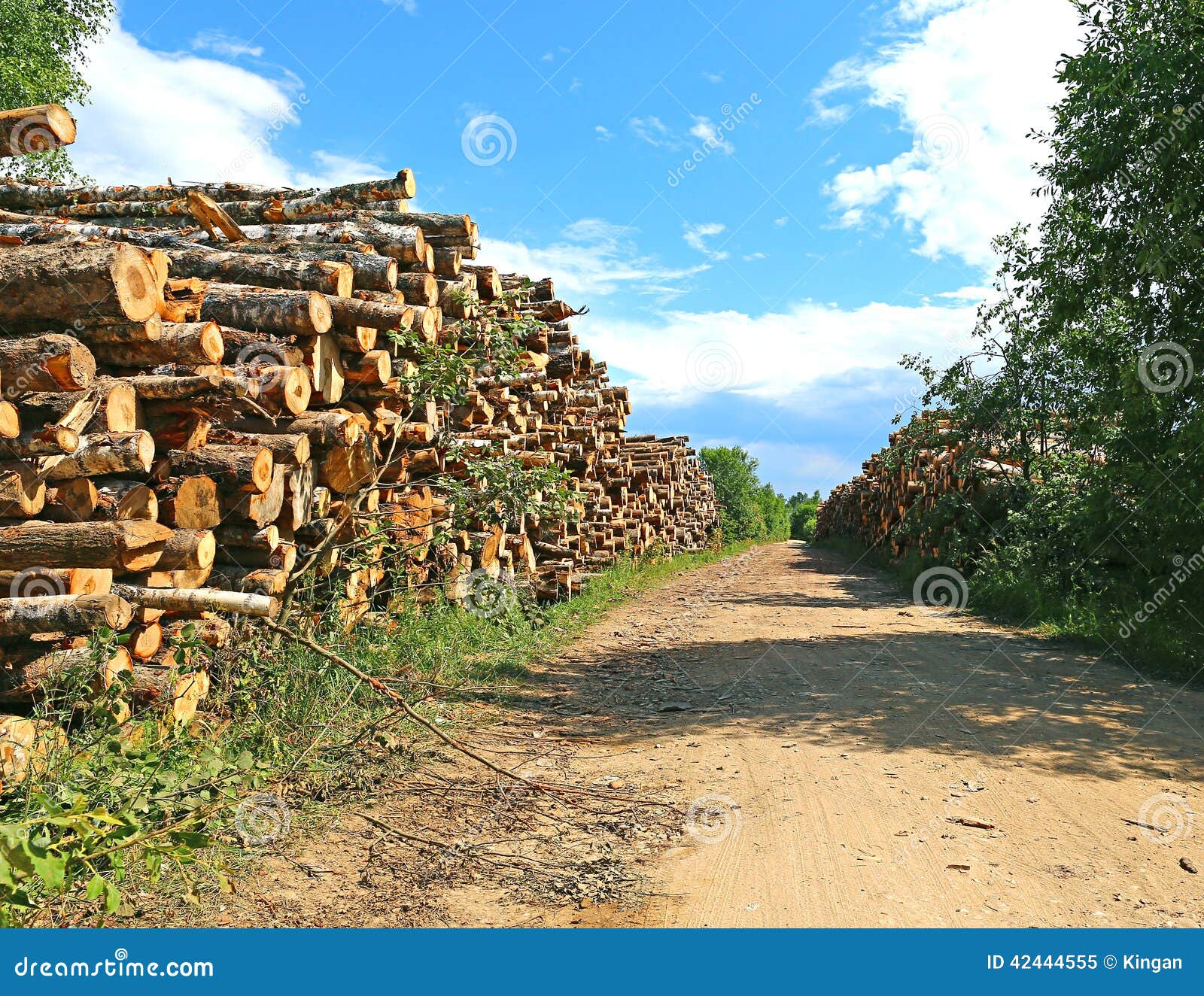 Harvesting Timber Logs in a Forest Stock Image - Image of lumber ...