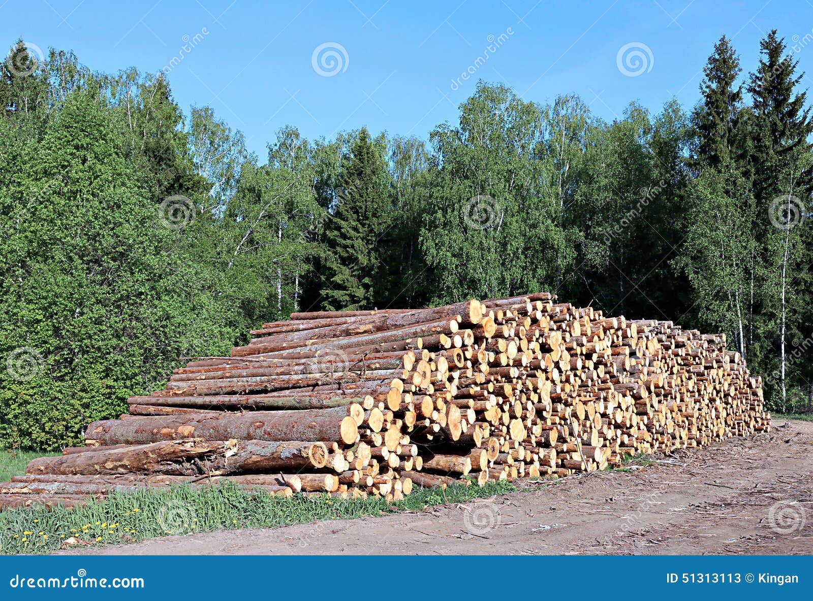 Harvesting timber logs stock image. Image of sawmill - 51313113