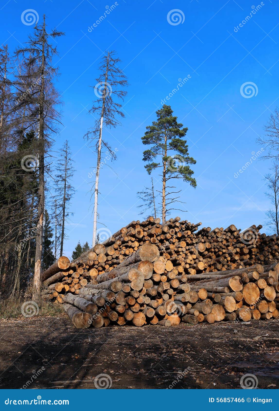 Harvesting Timber Logs in a Forest Stock Photo - Image of bark, camp ...