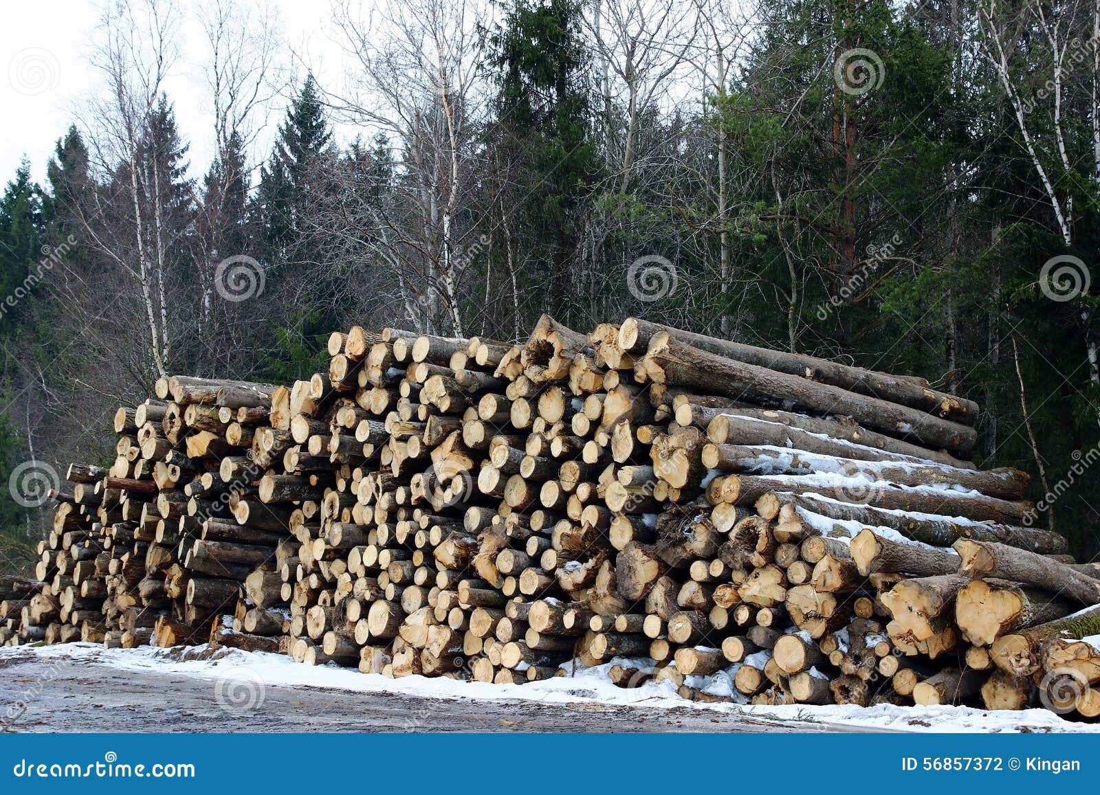 Harvesting Timber Logs in a Forest Stock Photo - Image of production ...