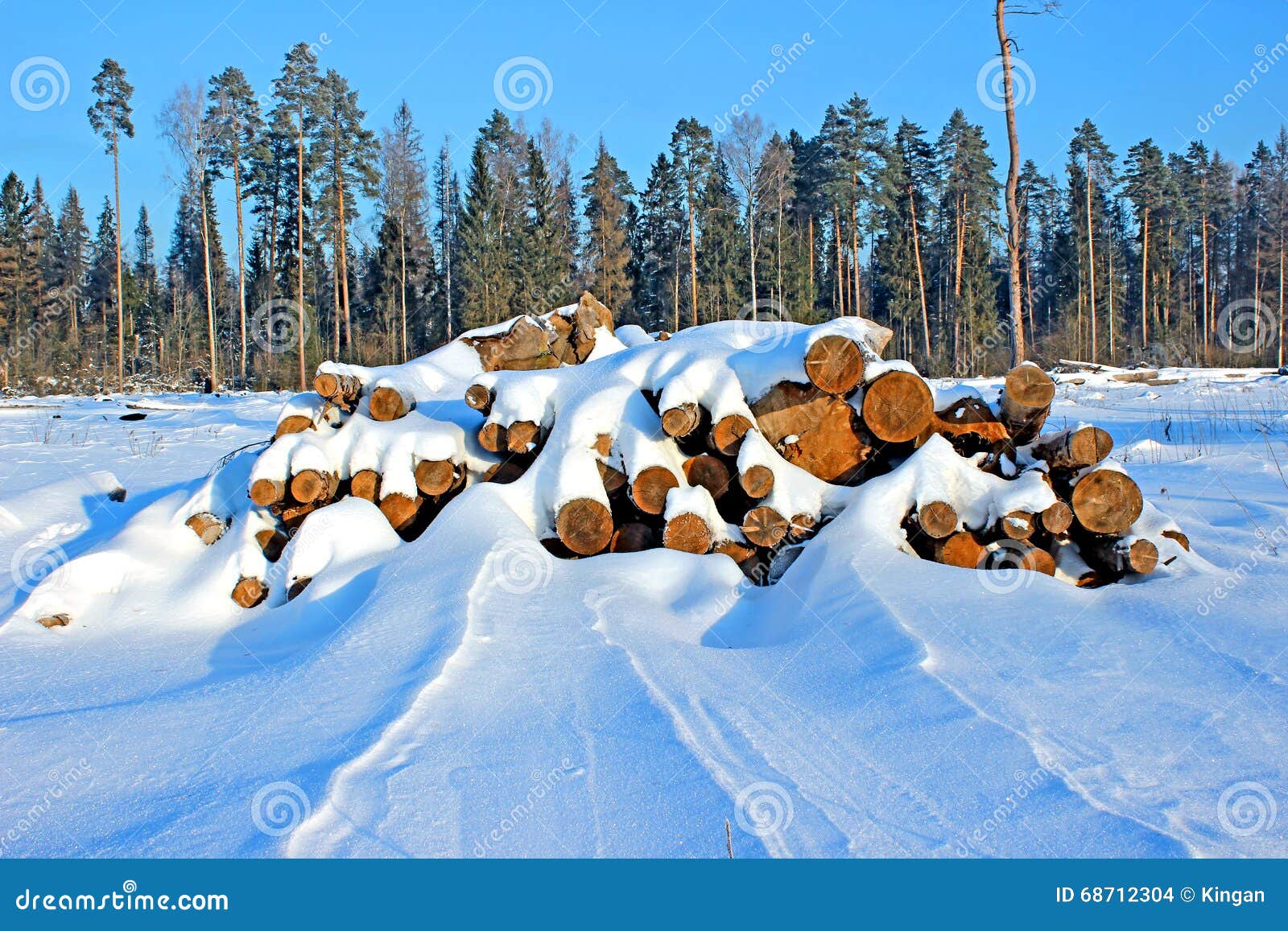 Harvesting Timber Logs in a Forest in Russia Stock Photo - Image of ...