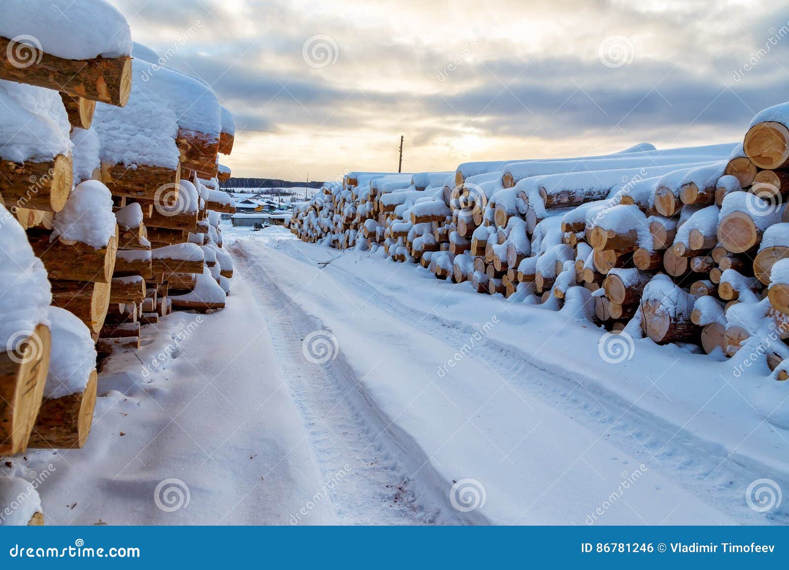Harvesting Timber Logs in Forest in Russia in Winter Stock Photo ...