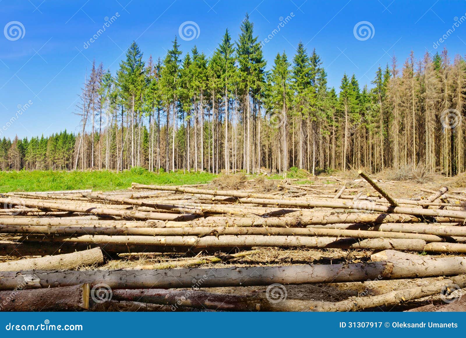 Harvesting Timber in the Young Coniferous Forest. Stock Image - Image ...