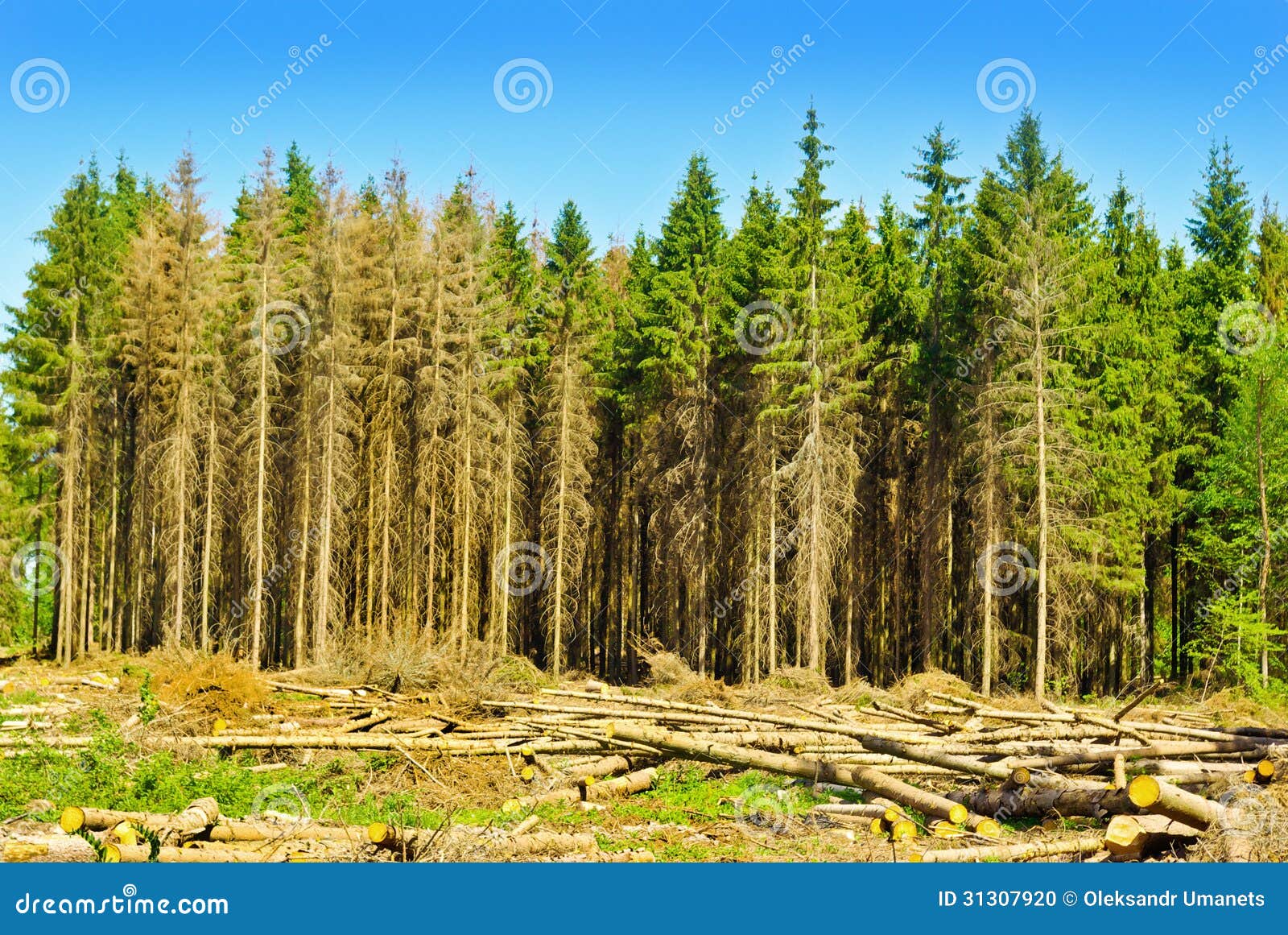 Harvesting Timber in the Young Coniferous Forest. Stock Photo - Image ...