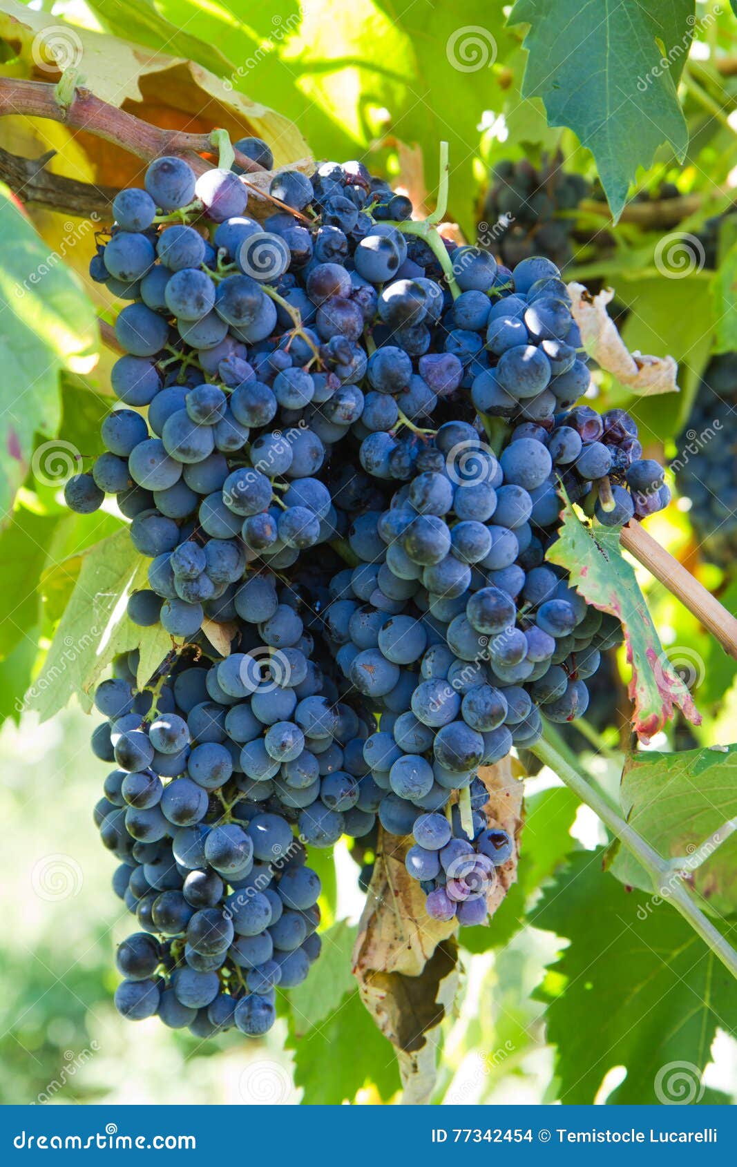 Harvesting time stock photo. Image of hand, italy, leaf - 77342454