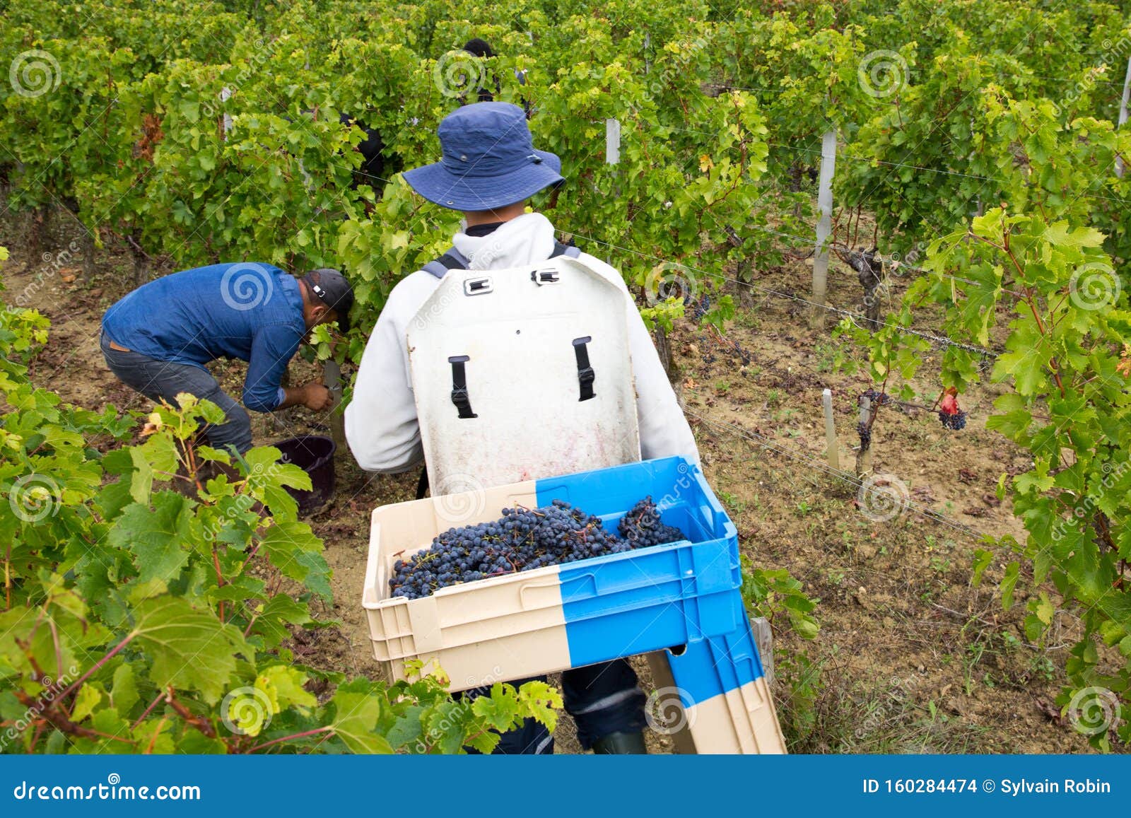 Harvesting Time Grape-picker Carrying Hod on His Back Editorial Stock ...