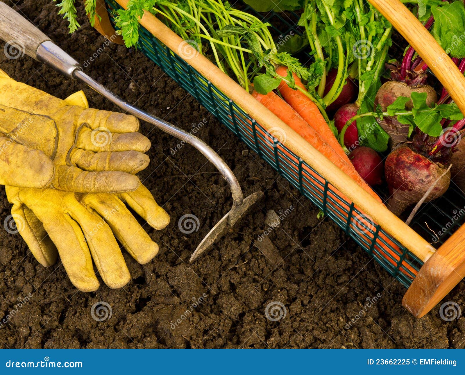 Harvesting Vegetables stock image. Image of green, agriculture - 23662225