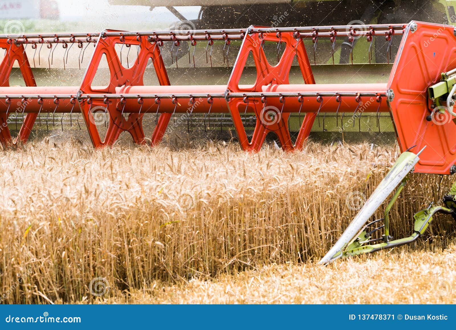 Harvesting of wheat field stock image. Image of combine - 137478371