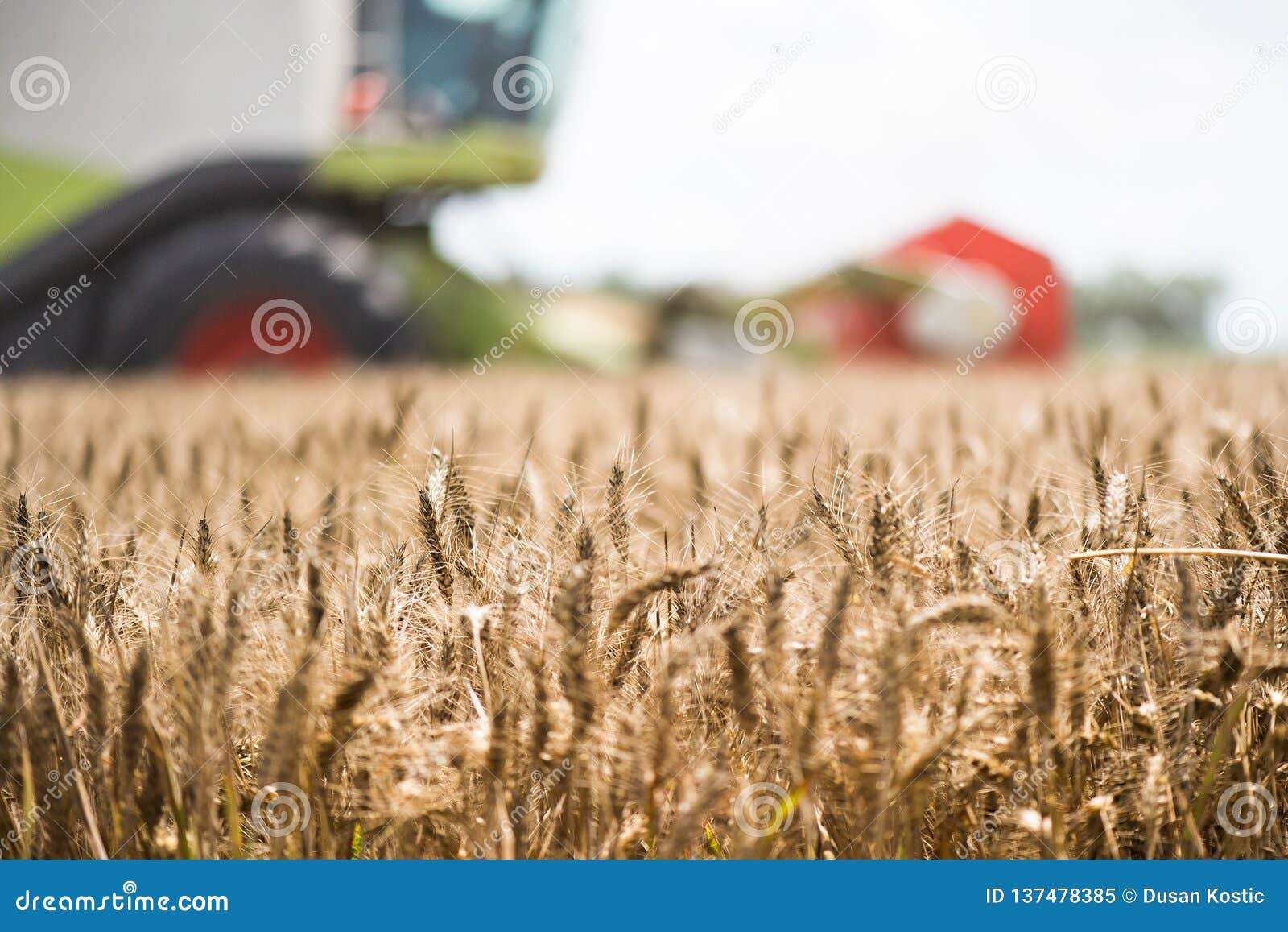 Harvesting of wheat field stock image. Image of grains - 137478385
