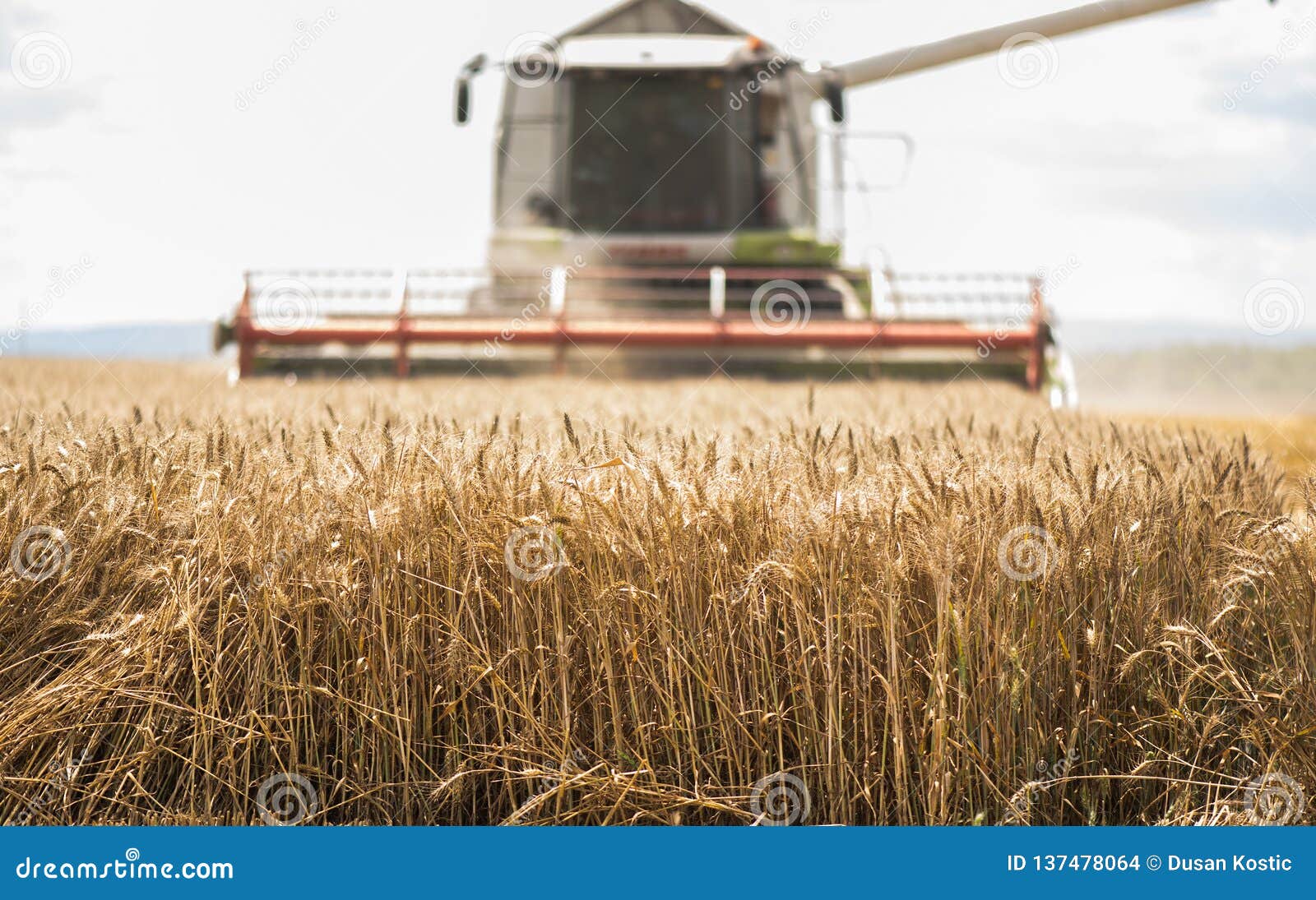Harvesting of Wheat Field with Combine Stock Photo - Image of crop ...
