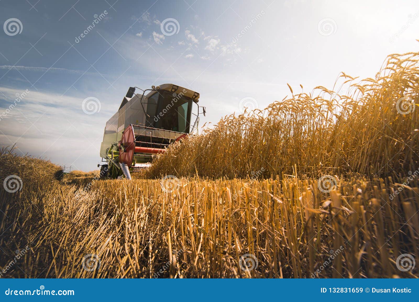 Harvesting of Wheat Field with Combine Stock Image - Image of scene ...