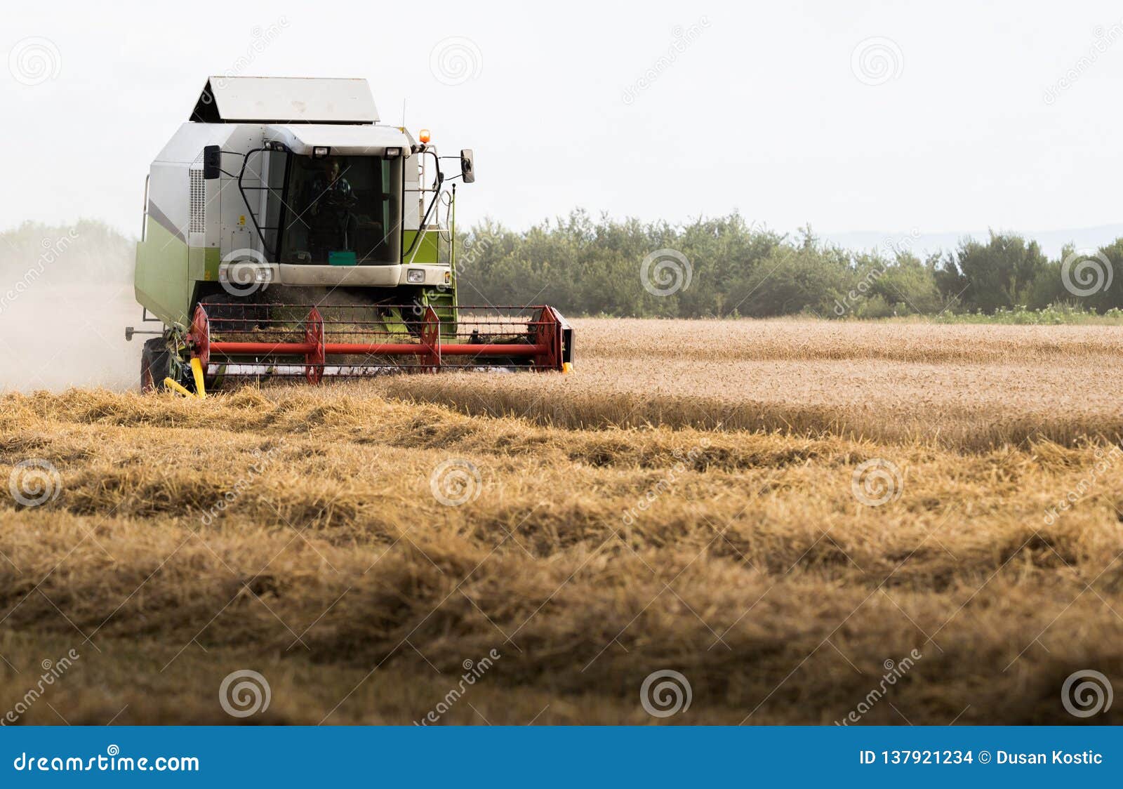 Harvesting of Wheat Field with Combine Stock Photo - Image of foodm ...