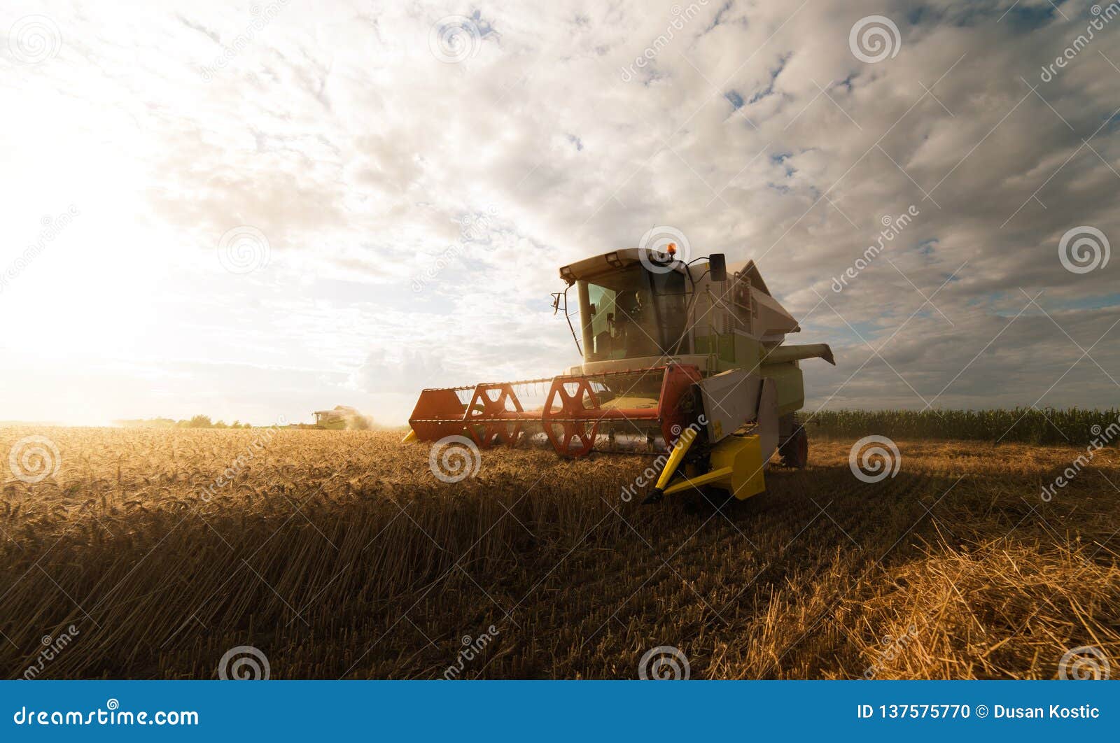 Harvesting of Wheat Field with Combine Stock Photo - Image of nature ...