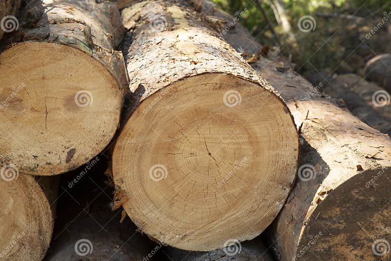 Harvesting of Wood. a Plot for Logging Stock Image - Image of hardwood ...