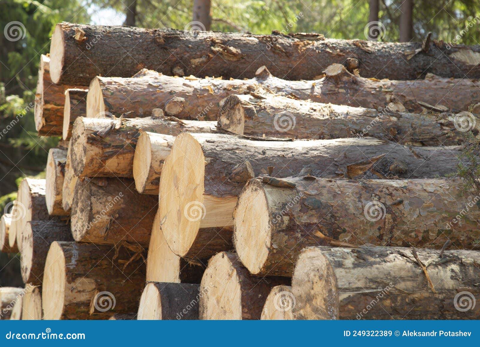 Harvesting of Wood. a Plot for Logging Stock Image - Image of ...