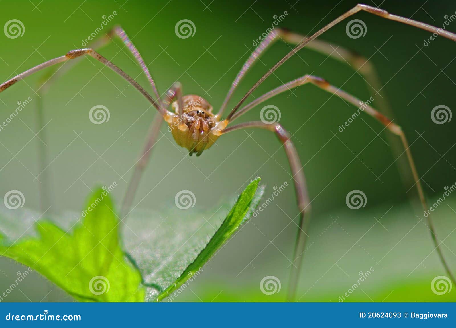 Harvestman stock image. Image of extreme, opiliones, close - 20624093