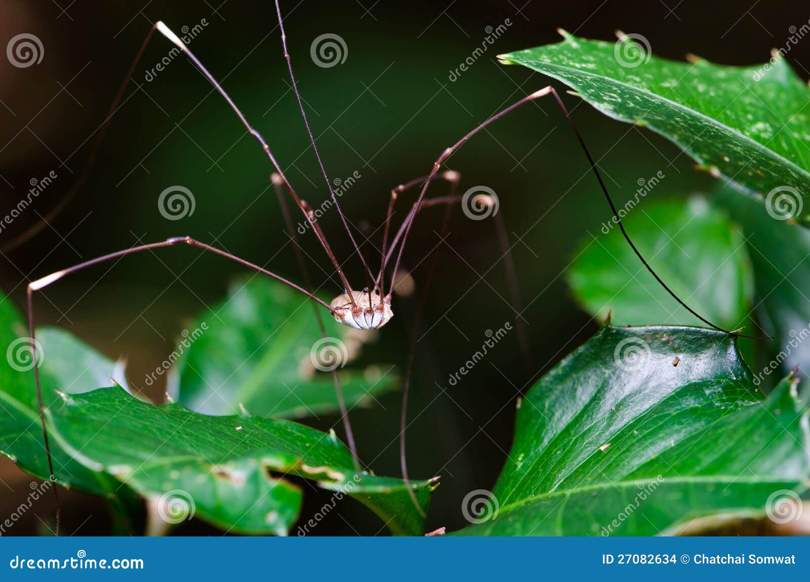 Harvestman or Daddy Long Legs Stock Photo - Image of ecology, closeup ...